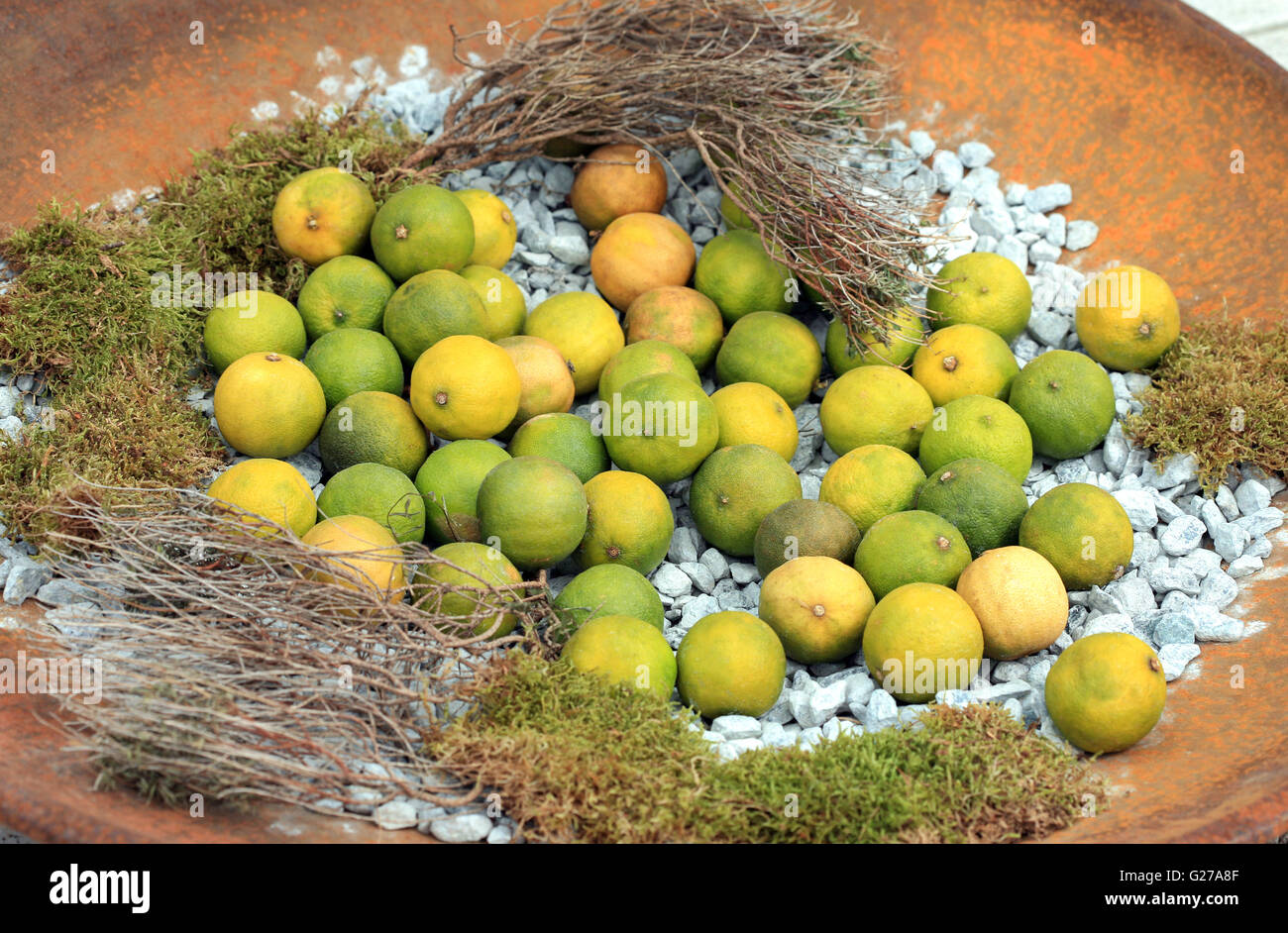 Rusty iron bowl with many fresh lemons Stock Photo - Alamy
