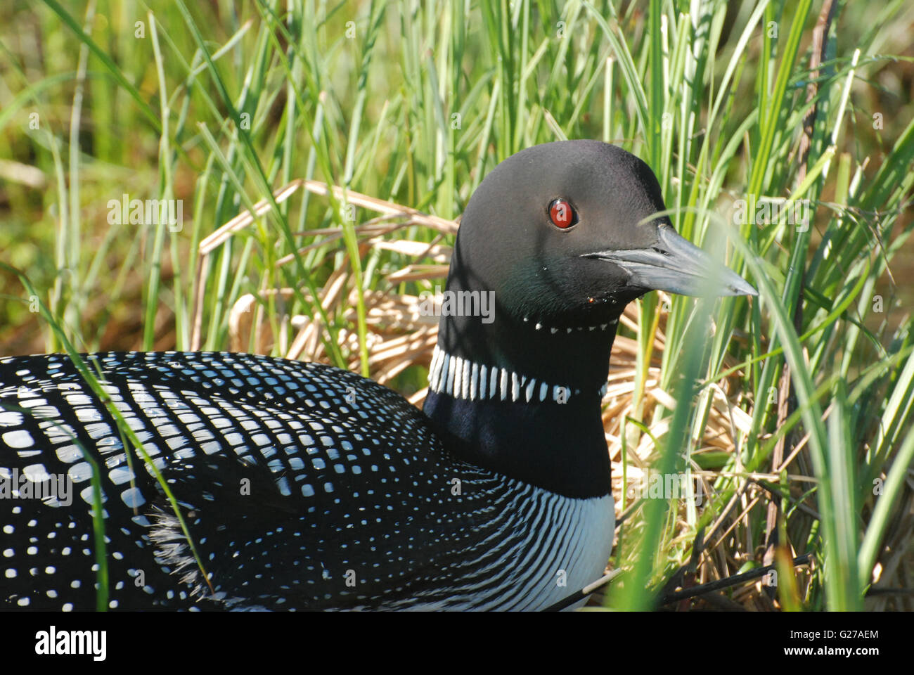 Nesting activity hi-res stock photography and images - Alamy
