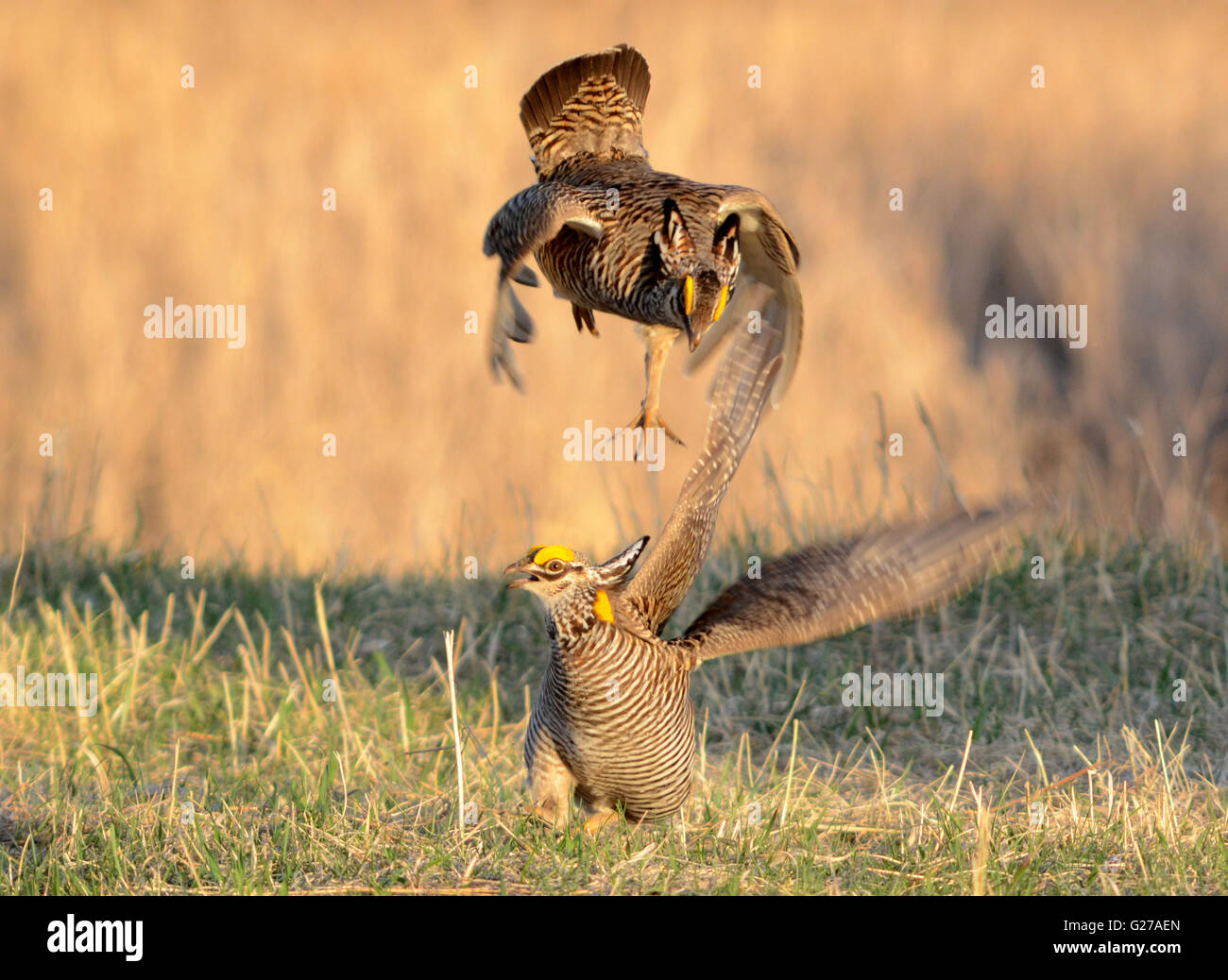 Fighting prairie chickens hi-res stock photography and images - Alamy