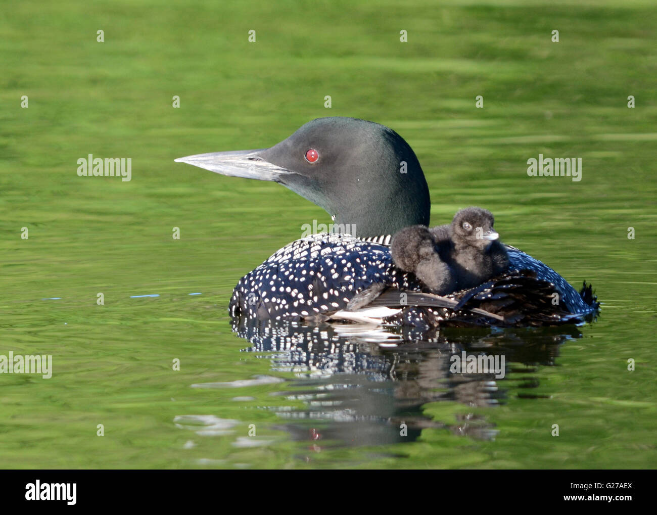 Loon family life hi-res stock photography and images - Alamy