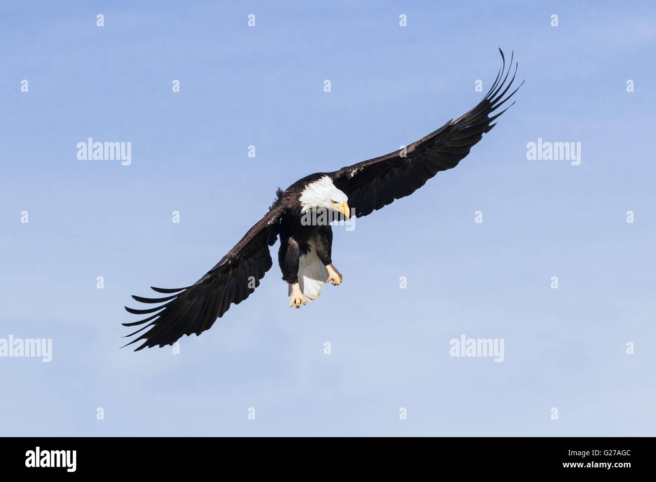 Bald Eagle looking down Stock Photo - Alamy