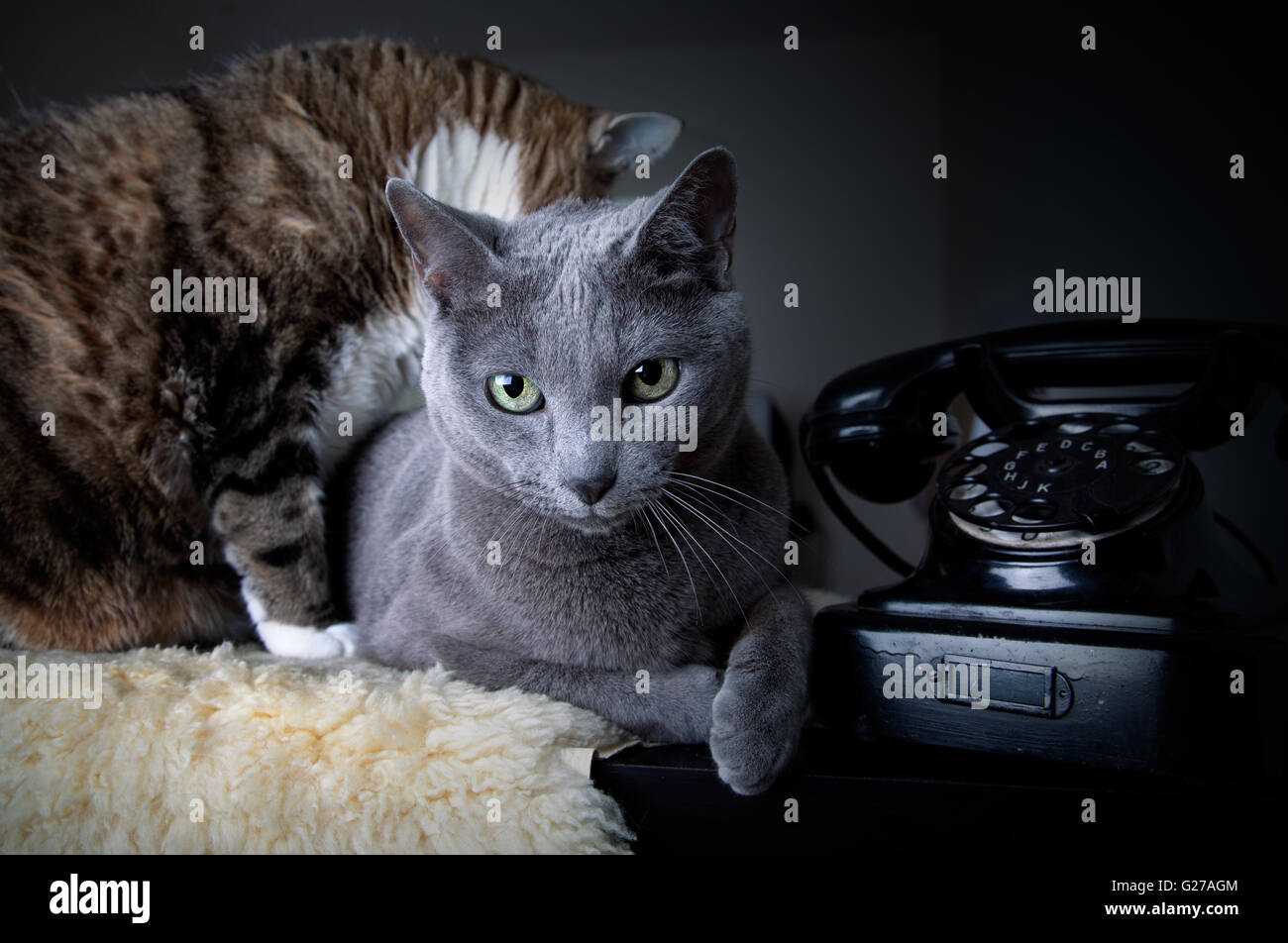 Old phone dial hi-res stock photography and images - Alamy