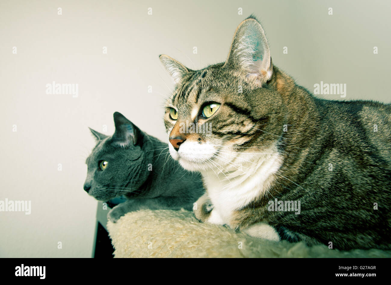 Two elegant cats hi-res stock photography and images - Alamy