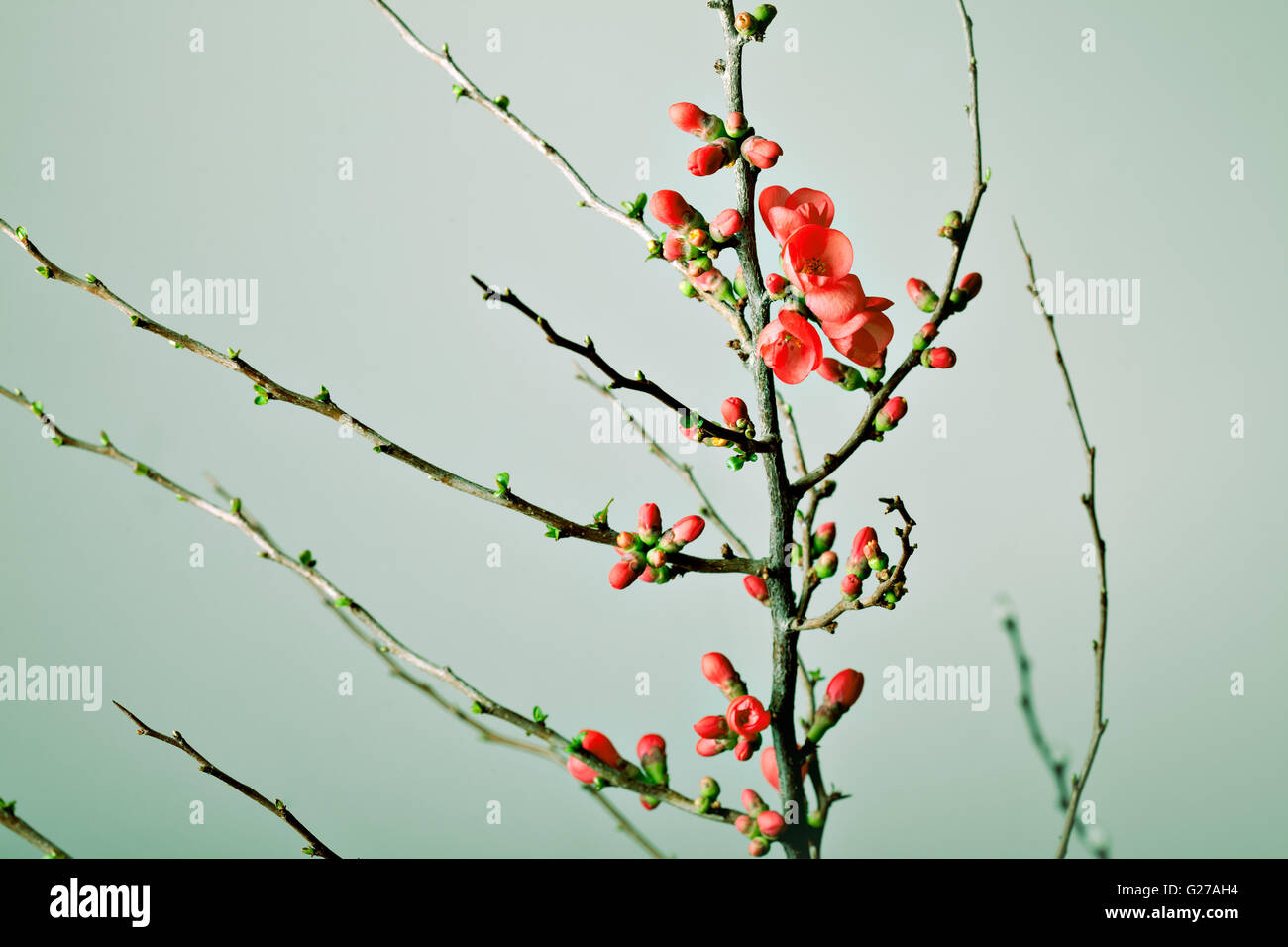 Pastel with red hi-res stock photography and images - Alamy