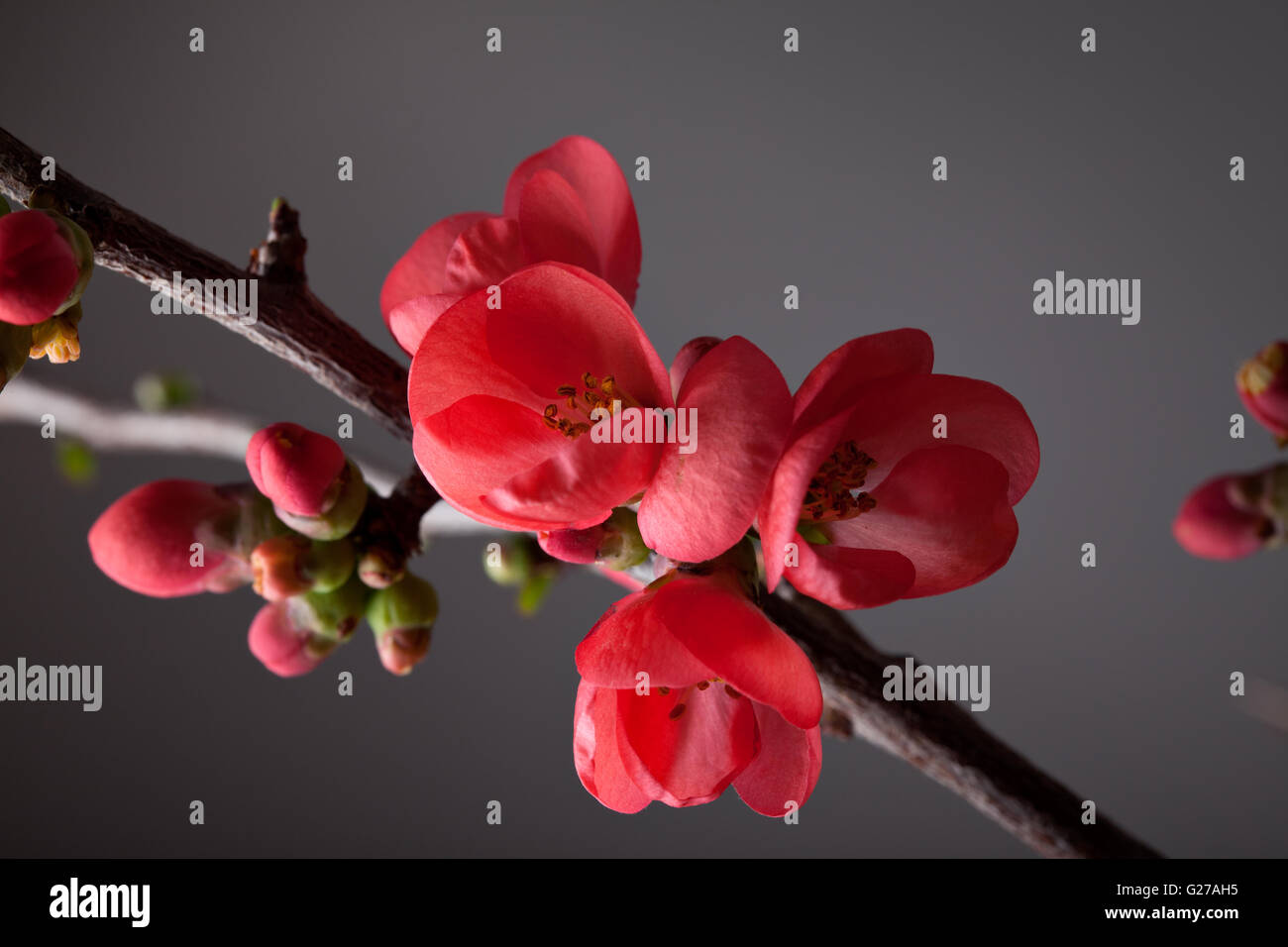 Pastel with red hi-res stock photography and images - Alamy