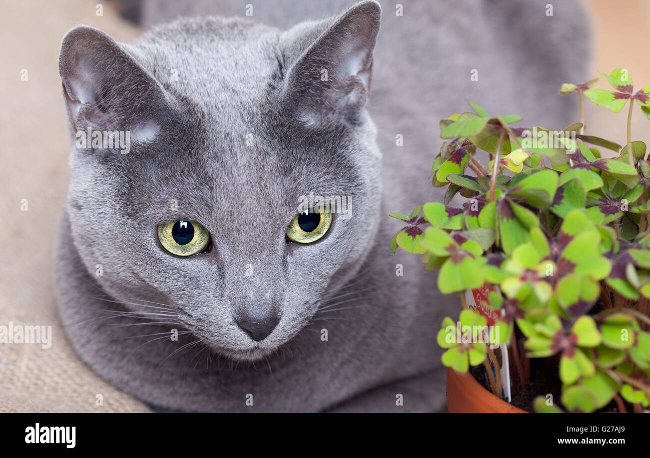 Closeup of Cat and green four leaved clover plants Stock Photo - Alamy