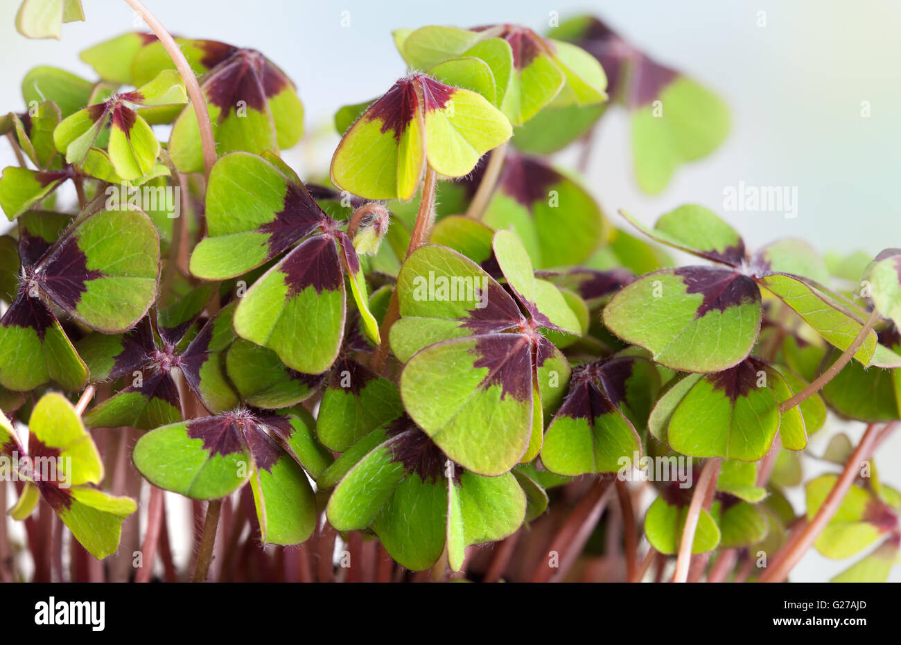 Closeup of single fresh four-leaved clover plant Stock Photo - Alamy