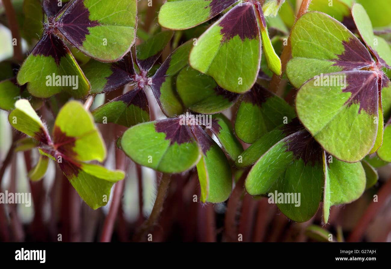 Fourleafed clover hi-res stock photography and images - Alamy