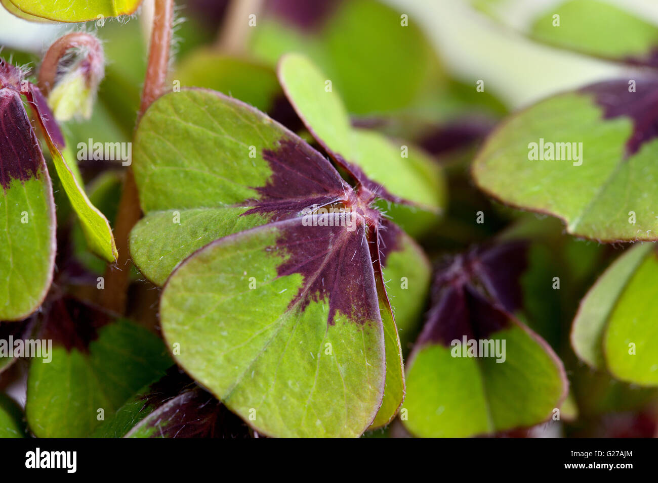 Closeup of single fresh four-leaved clover plant Stock Photo - Alamy