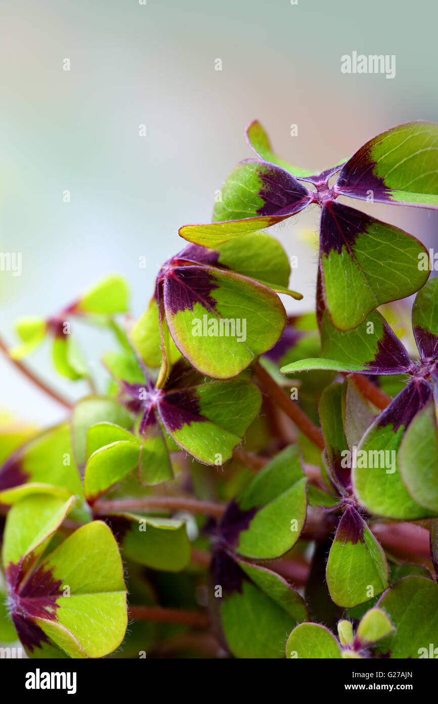 Fourleaved clover hi-res stock photography and images - Alamy