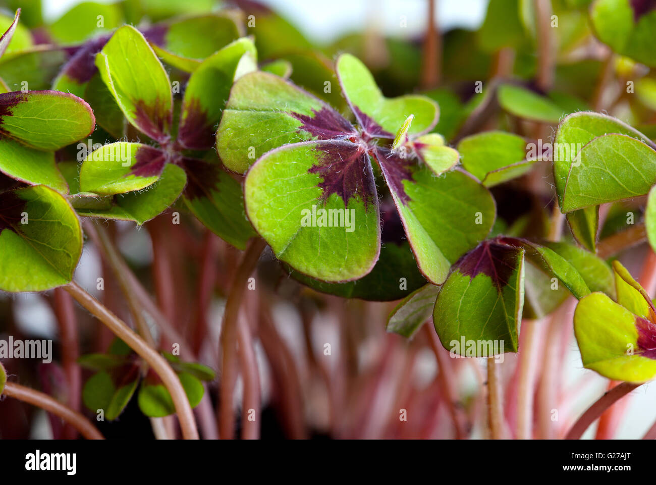 Closeup of single fresh four-leaved clover plant Stock Photo - Alamy