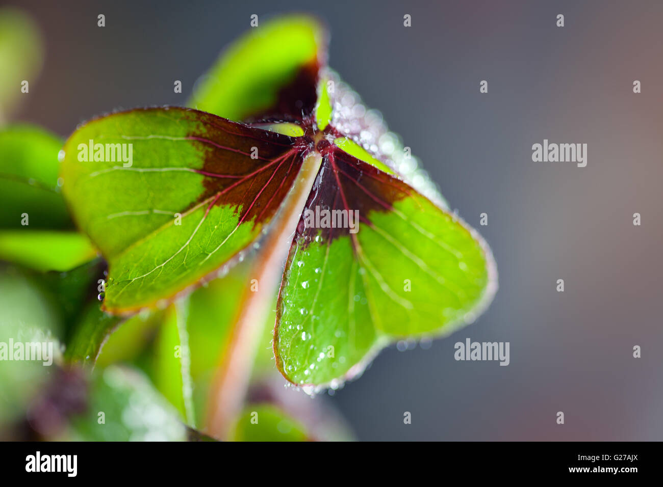 Closeup of single fresh four-leaved clover plant Stock Photo - Alamy