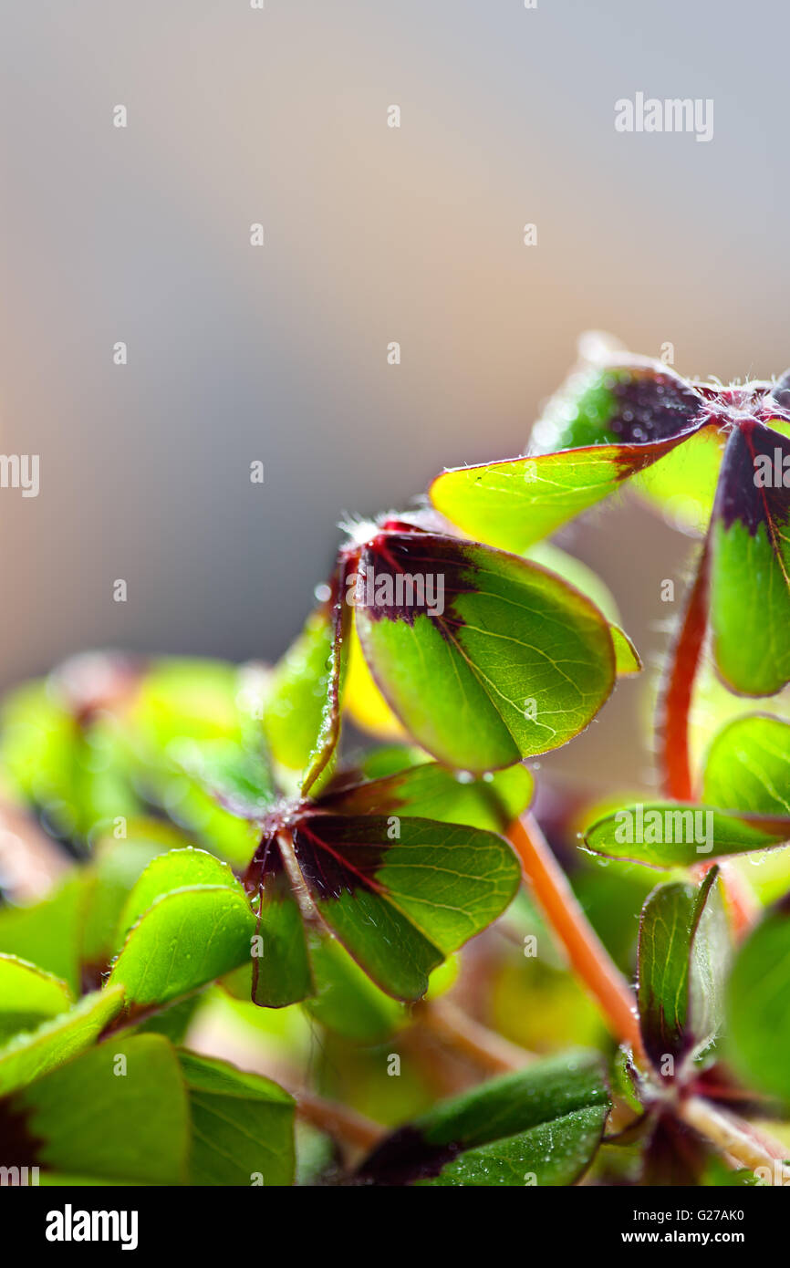 Closeup of single fresh four-leaved clover plant Stock Photo - Alamy