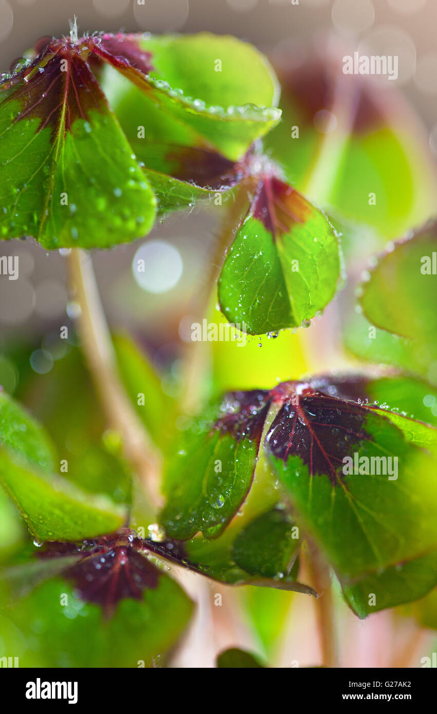 Fourleaved clover hi-res stock photography and images - Alamy