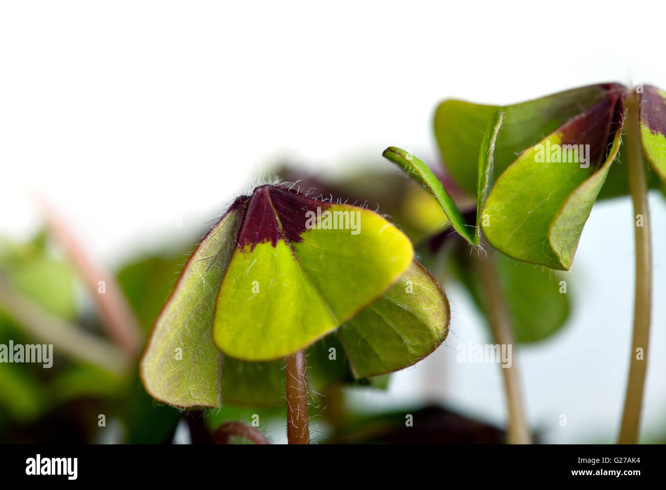 Closeup of single fresh four-leaved clover plant Stock Photo - Alamy
