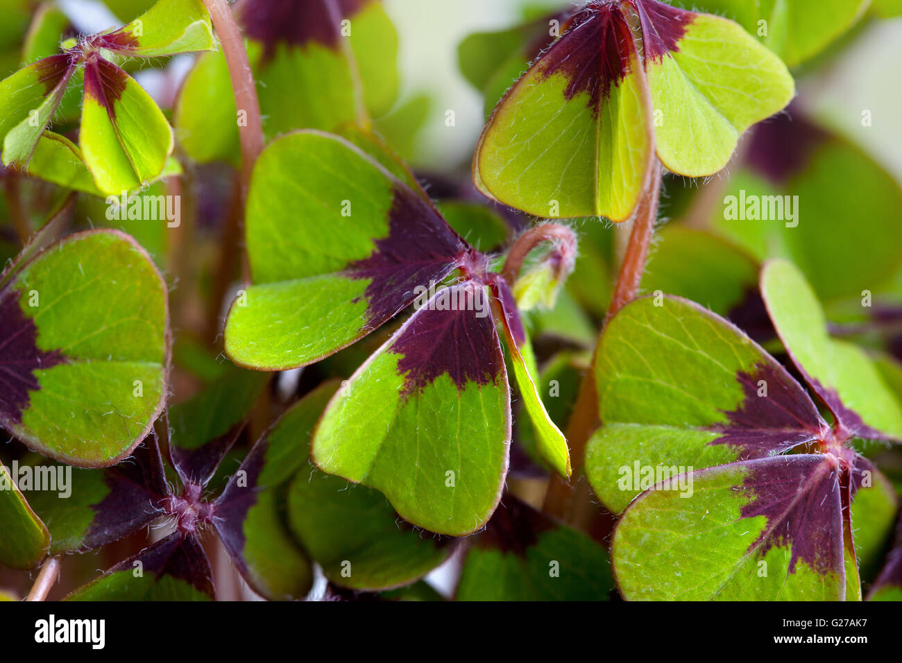 Closeup of single fresh four-leaved clover plant Stock Photo - Alamy