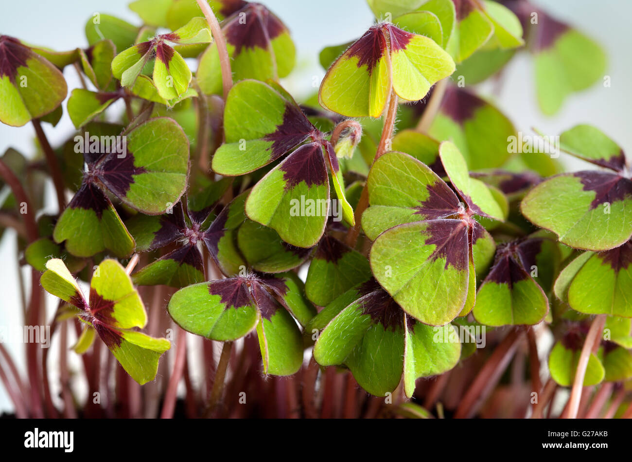 Fourleaved clover hi-res stock photography and images - Alamy