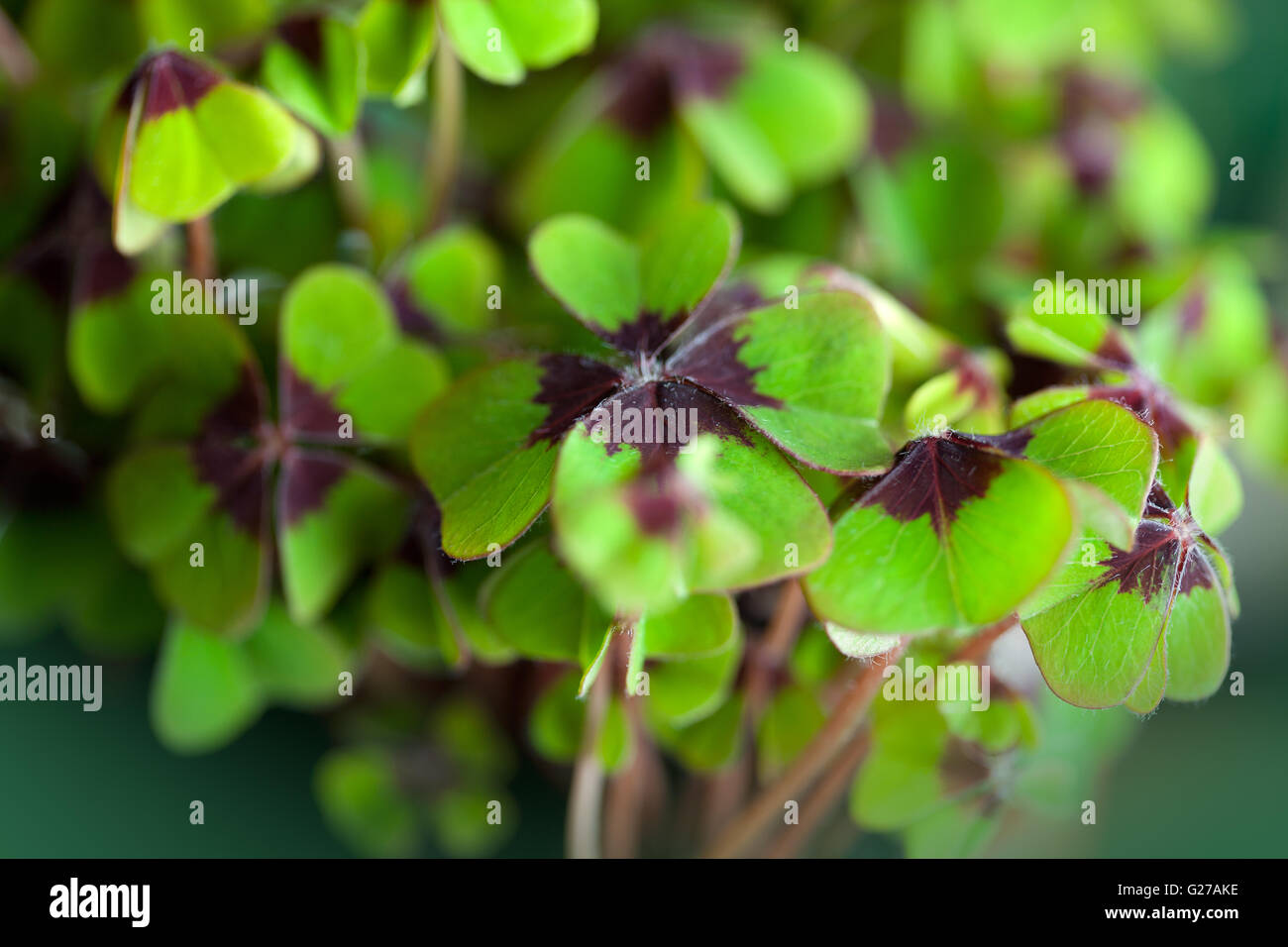 Closeup of single fresh four-leaved clover plant Stock Photo - Alamy