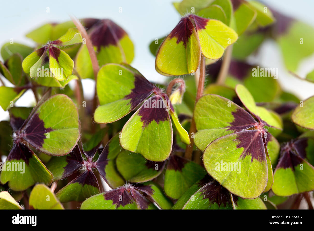 Fourleafed clover hi-res stock photography and images - Alamy