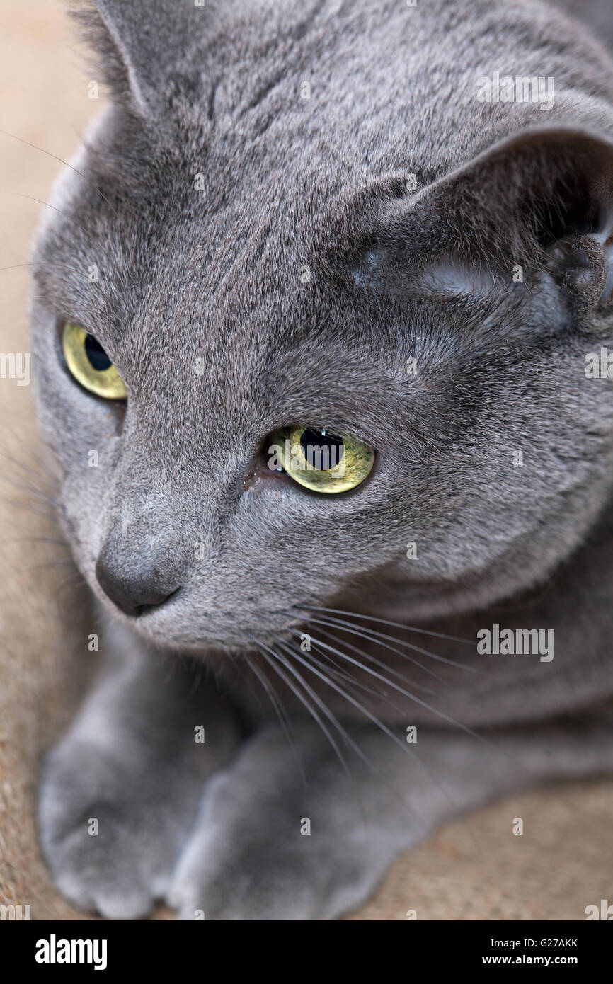 Portrait of a purebred Russian blue Cat Stock Photo - Alamy