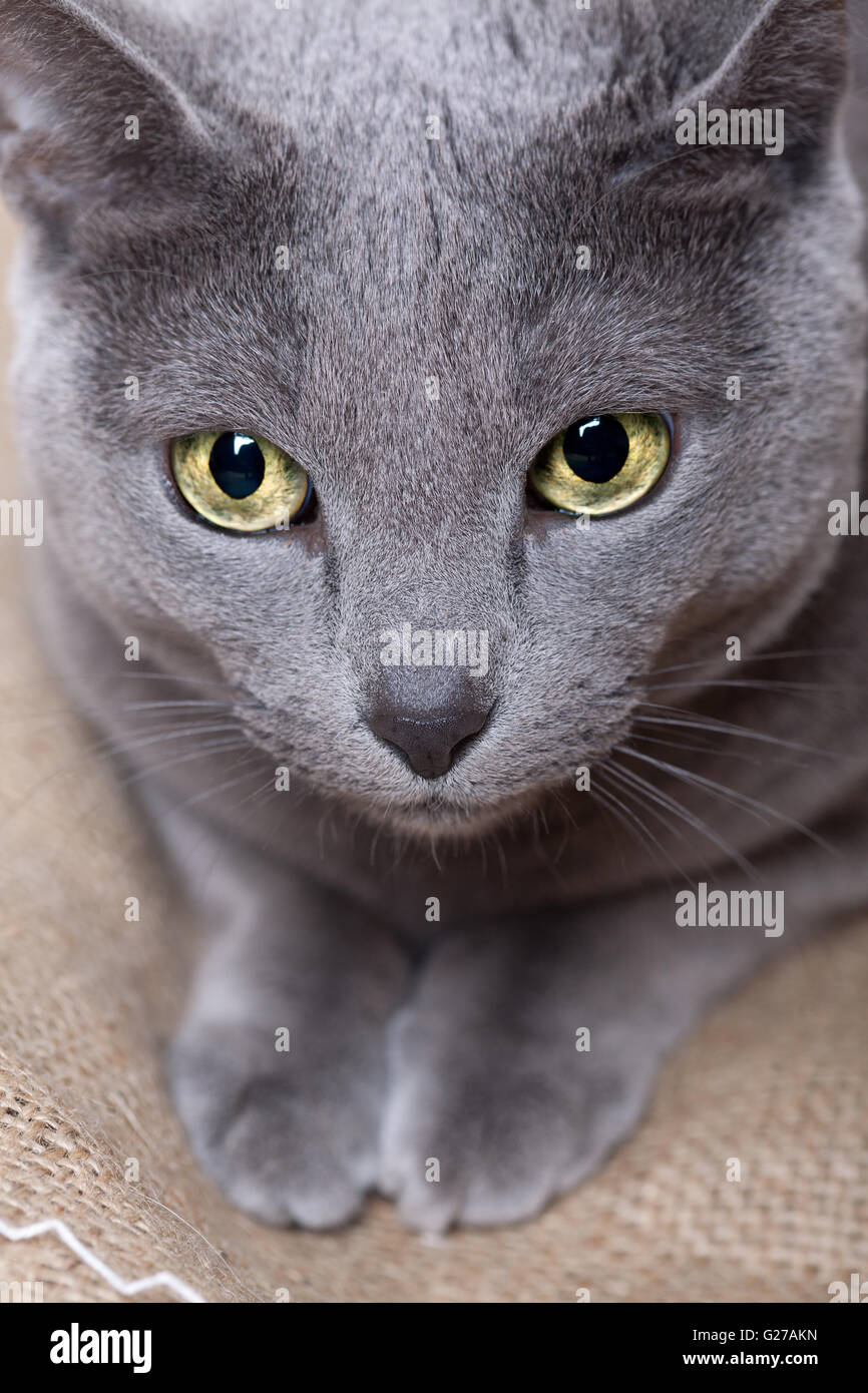 Portrait of a purebred Russian blue Cat Stock Photo - Alamy