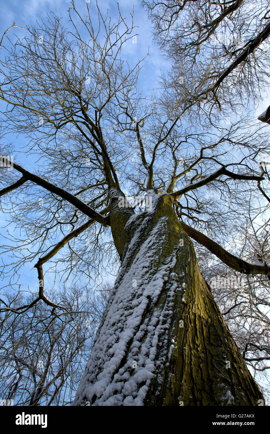 Tree with snow on bark in winter Stock Photo - Alamy