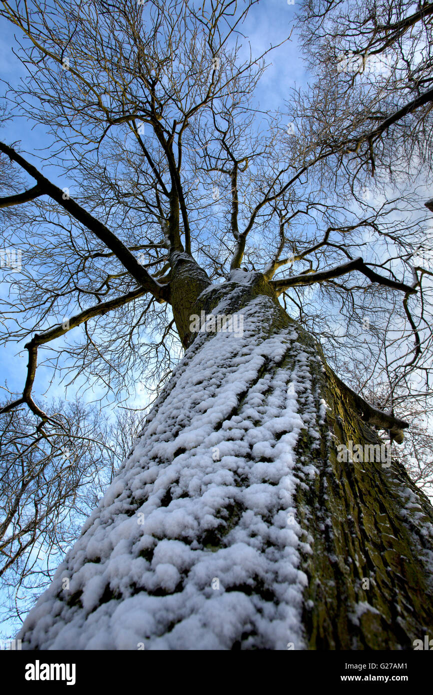Tree with snow on bark in winter Stock Photo - Alamy