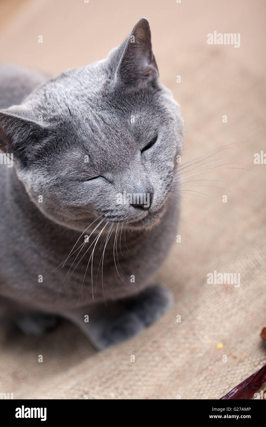 Portrait of a purebred Russian blue Cat Stock Photo - Alamy