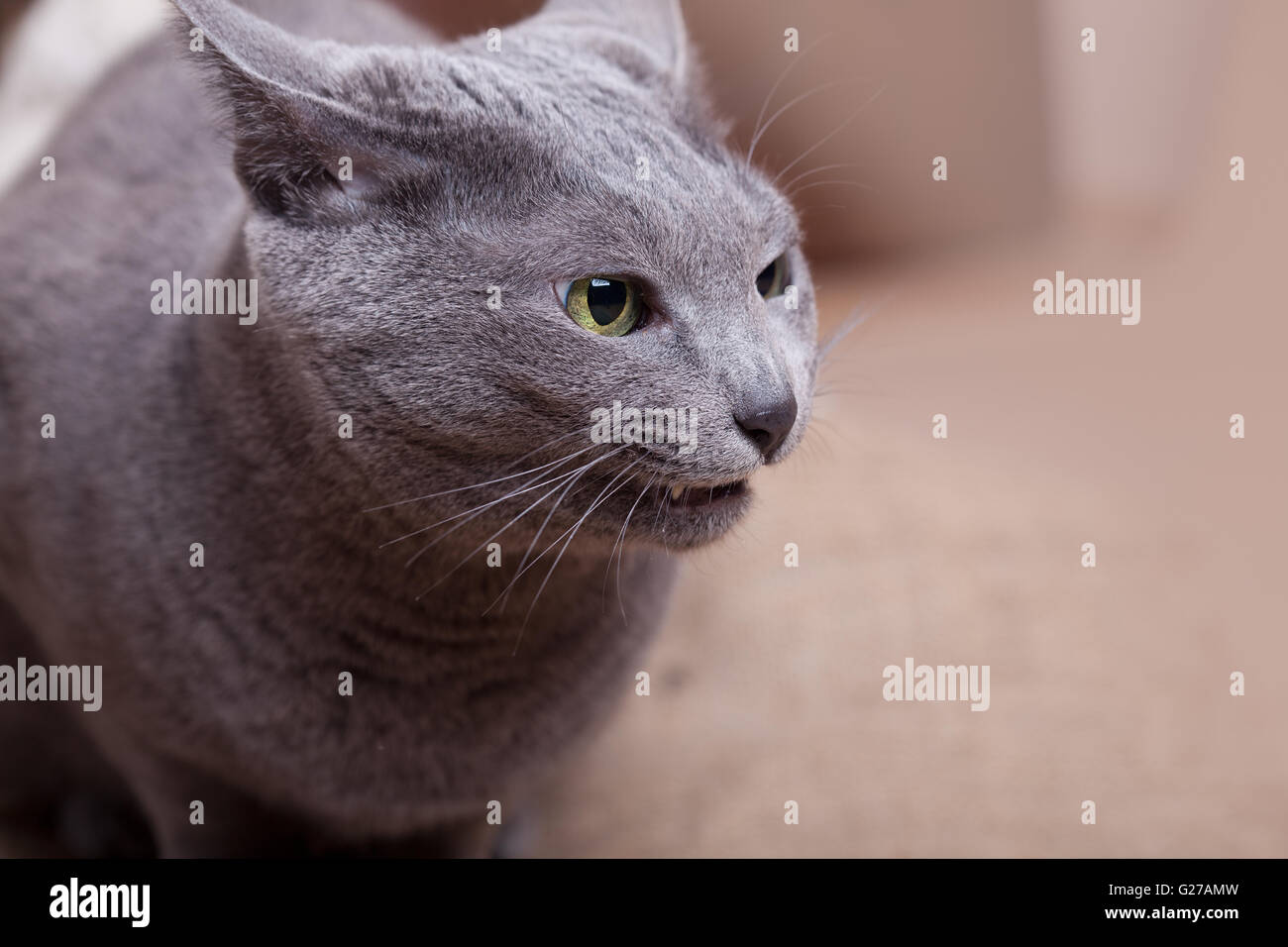 Portrait of a purebred Russian blue Cat Stock Photo - Alamy