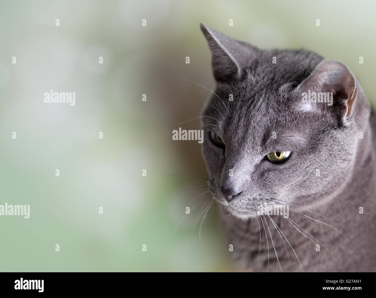 Portrait of a purebred Russian blue Cat Stock Photo - Alamy