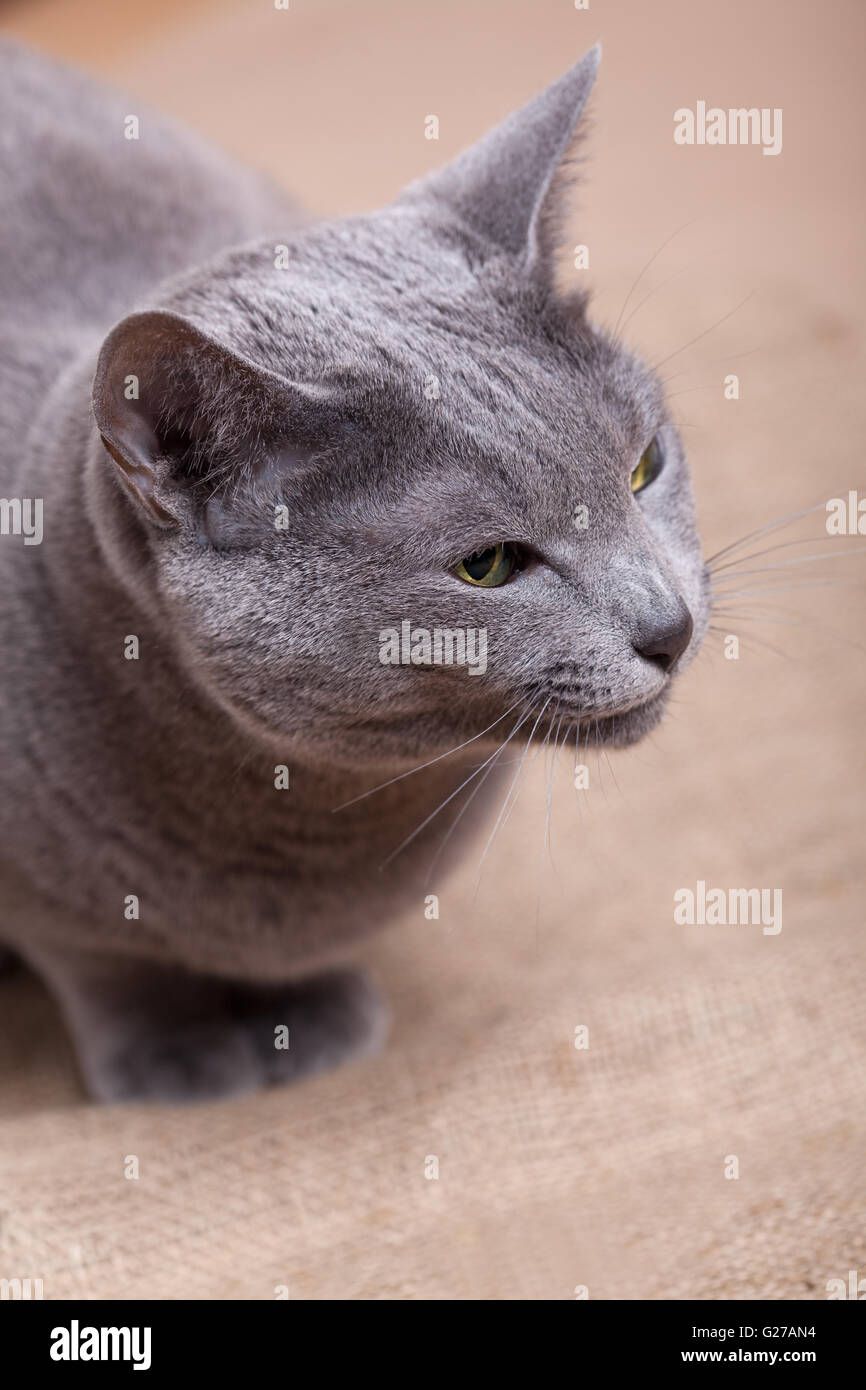 Portrait of a purebred Russian blue Cat Stock Photo - Alamy