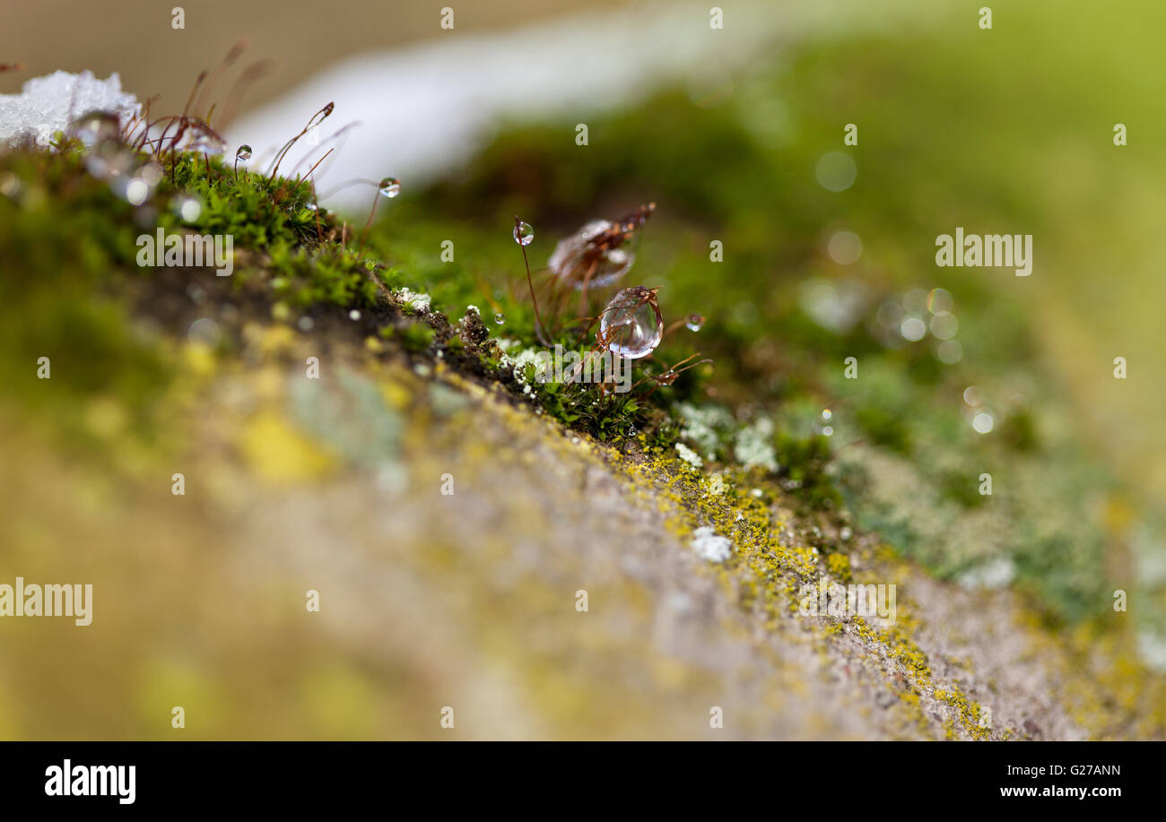 Moss in Winter with ice and dew starting to thaw Stock Photo - Alamy