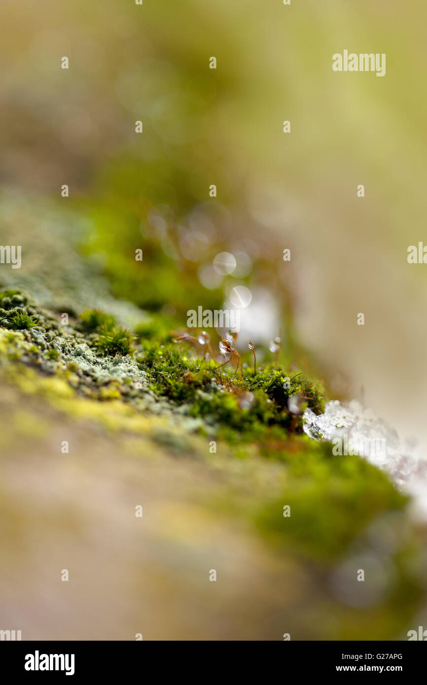 Ice and moss hi-res stock photography and images - Alamy