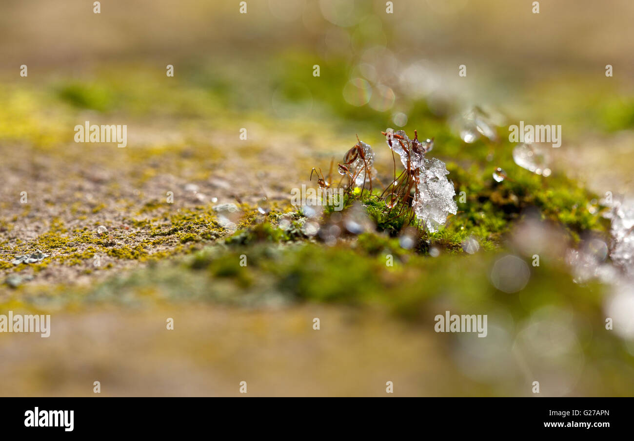 Moss in Winter with ice and dew starting to thaw Stock Photo - Alamy