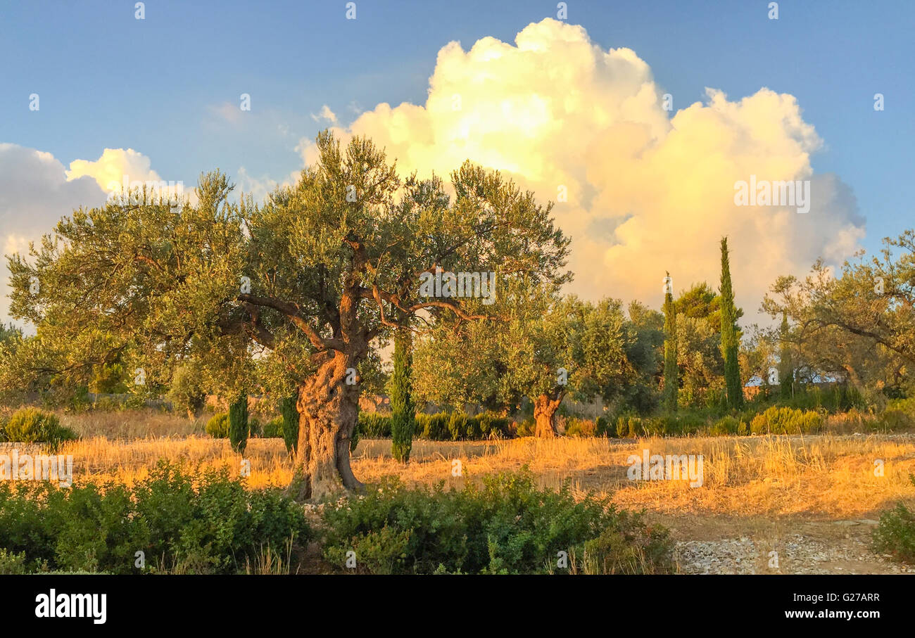 landscape with olive trees, and billowing clouds in the Greece ...