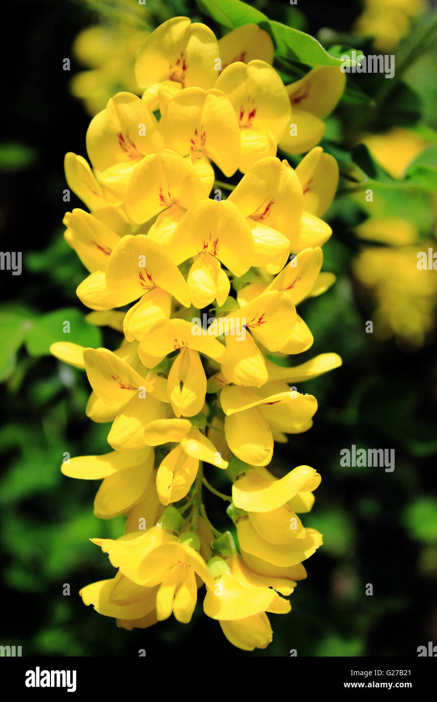 Flowers in bloom from Yakima Washington area Stock Photo - Alamy