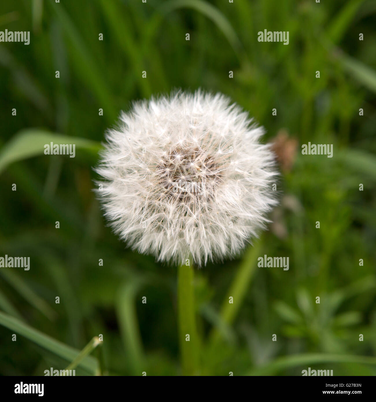 Airborne seeds hi-res stock photography and images - Alamy