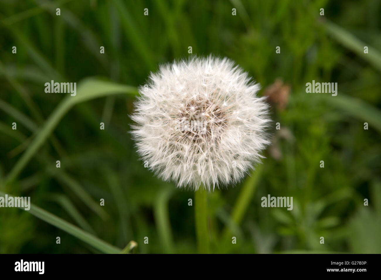 Airborne seeds hi-res stock photography and images - Alamy