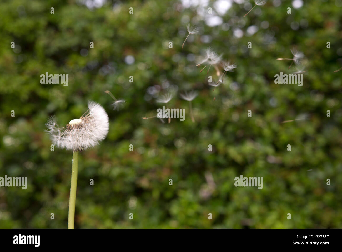 Airborne seeds hi-res stock photography and images - Alamy