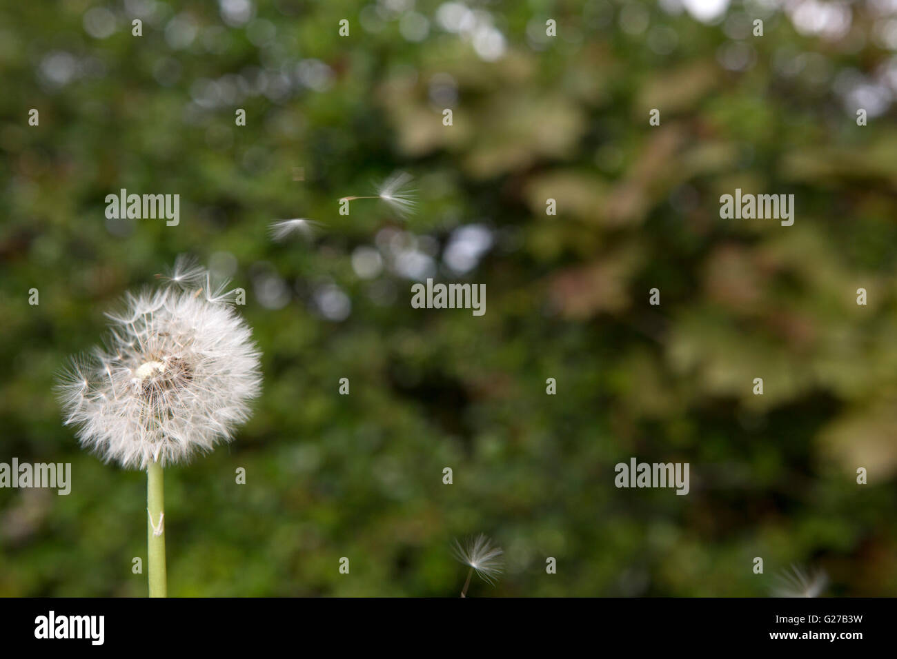 Airborne seeds hi-res stock photography and images - Alamy