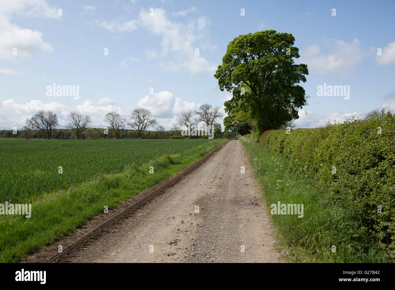 A track close to Matfen, England. A hedgerow divides fields Stock Photo ...
