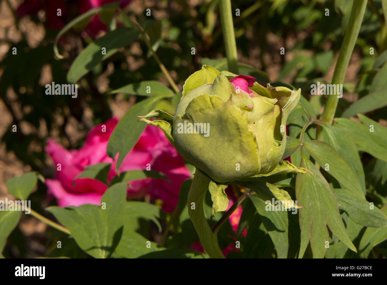 Peonies garden hi-res stock photography and images - Alamy