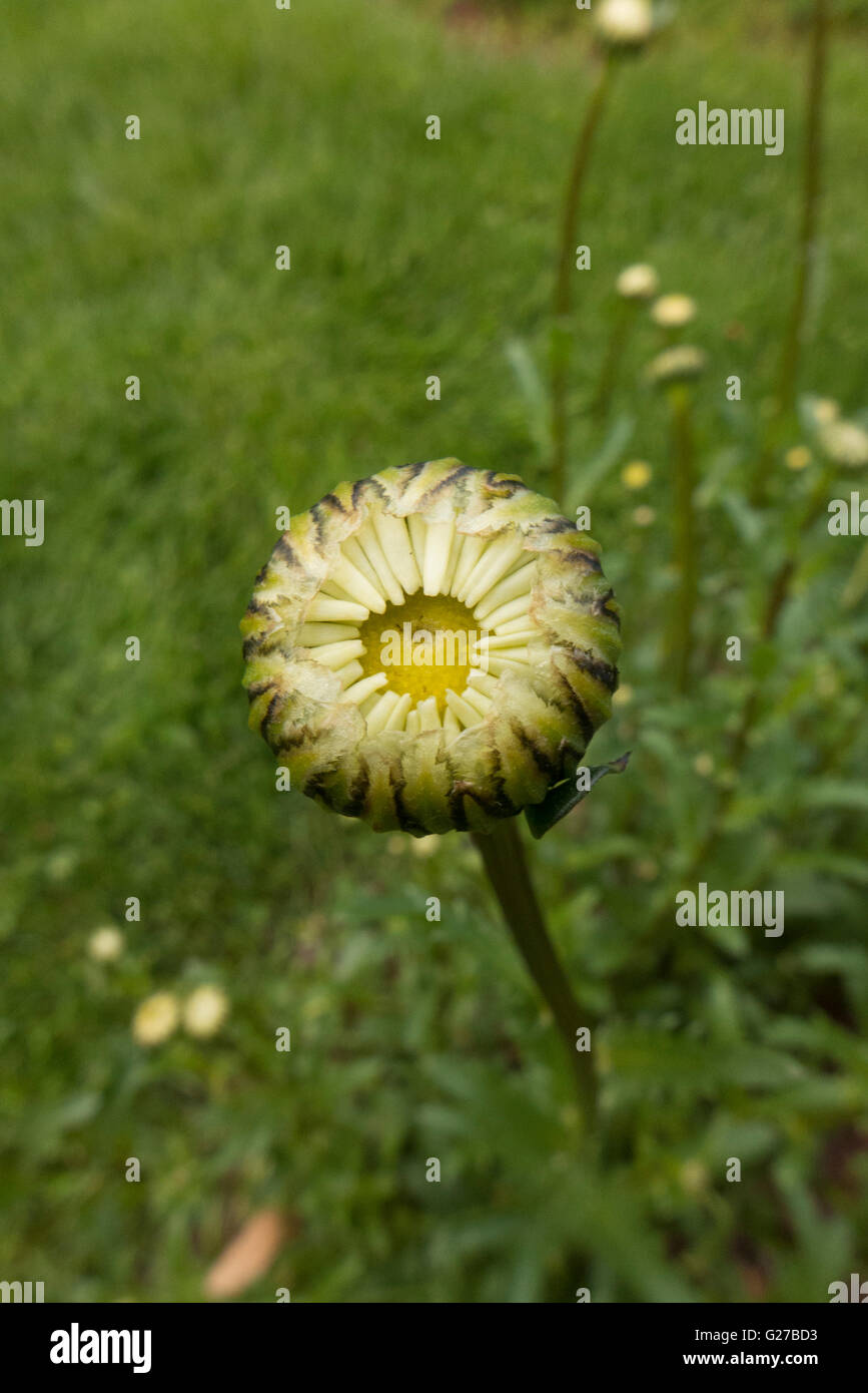 Daisy bud hi-res stock photography and images - Alamy