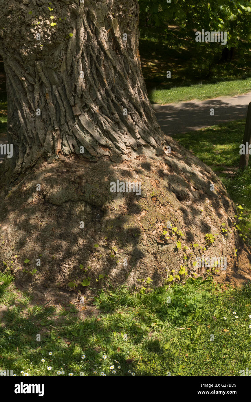 Tree bulbous trunk hi-res stock photography and images - Alamy