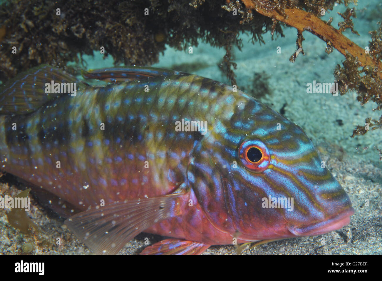 Goatfish new zealand hi-res stock photography and images - Alamy