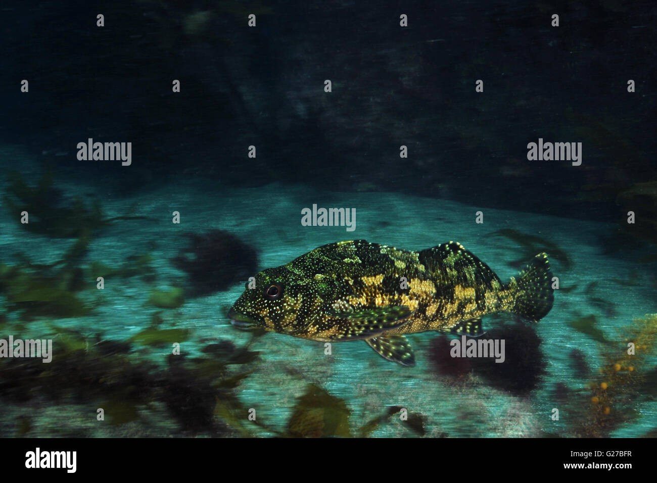 Kelpfish High Resolution Stock Photography and Images - Alamy