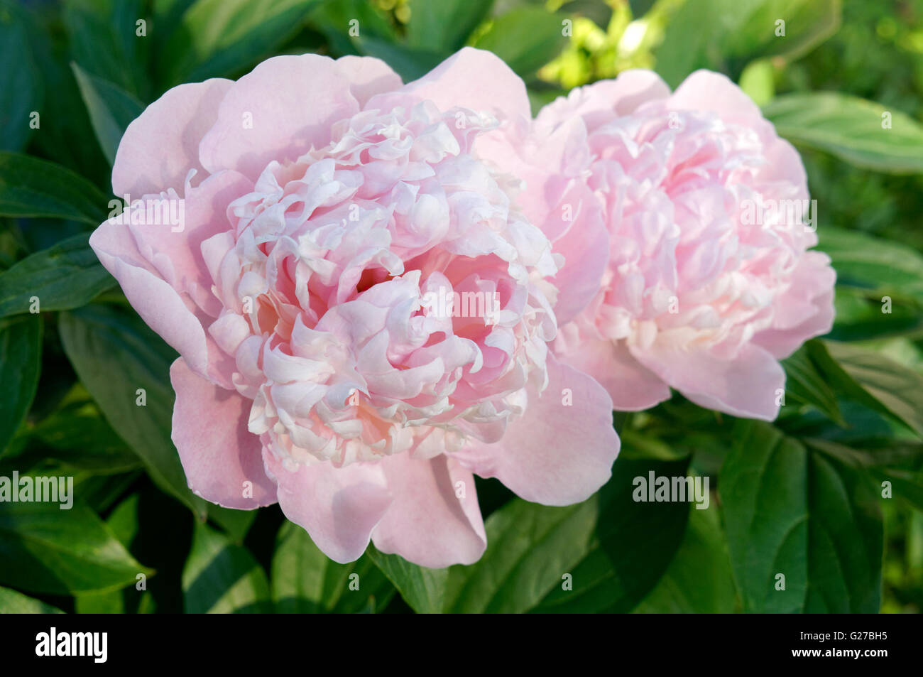 Two pink peonies hi-res stock photography and images - Alamy