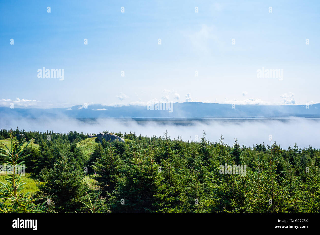 Evergreen trees with low clouds skimming top of forest, with mountain ...