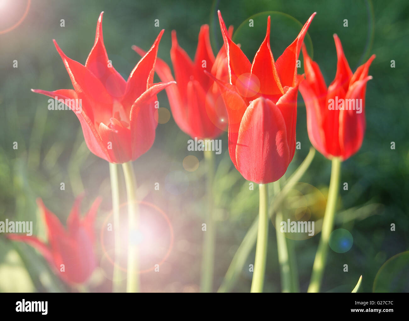 Red pointed tulips Stock Photo - Alamy