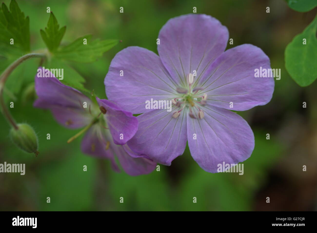 wild geranium (Geranium maculatum Stock Photo - Alamy
